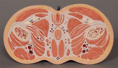 Anatomy Physiology Ii Lab Final Exam Cross X Model Diagram