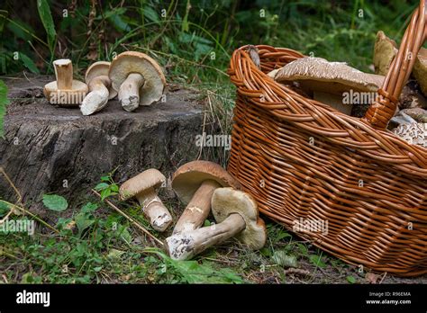 Harvested At Autumn Amazing Edible Mushrooms Boletus Edulis King