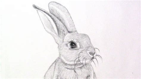 How To Draw A Realistic Rabbit Step By Step