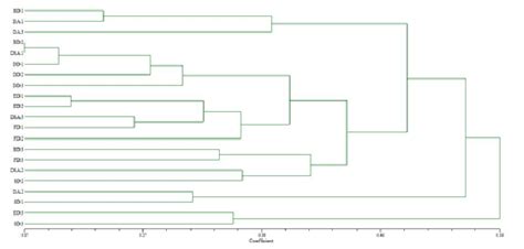 Dendrogram Of Maize Dent Landraces Constructed Using Upgma Cluster