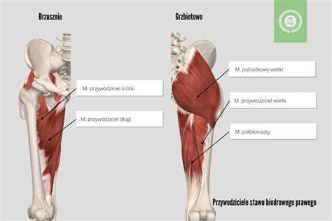Staw Biodrowy Budowa Ruchy I Patologie Biodra TerapiaFunkcjonalna Pl