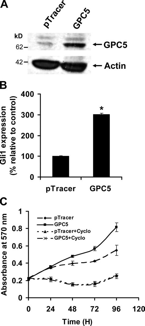 GPC5 Overexpression Stimulates Proliferation And Gli1 Expression In