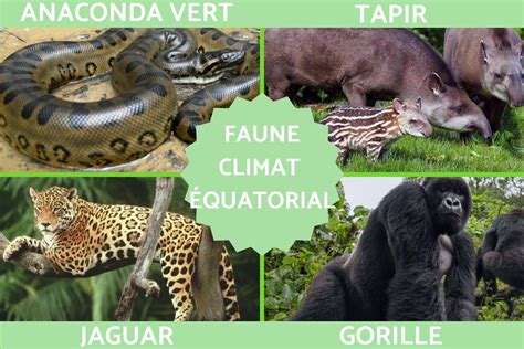Climat équatorial Définition caractéristiques flore et faune