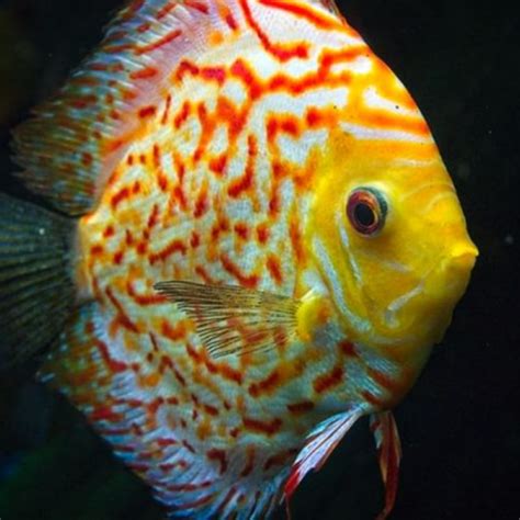 INFOMINA 6 Fakta Menarik Ikan Diskus Si Raja Ikan Hias Akuarium