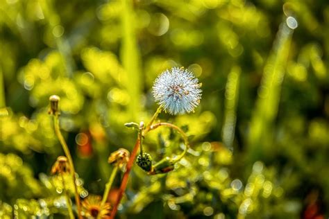 Wiese Pusteblume Löwenzahn Kostenloses Foto auf Pixabay