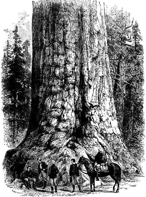 The Grizzly Giant ClipArt ETC
