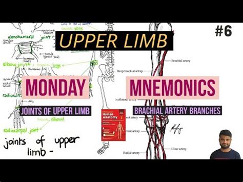 Brachial Artery Branches Mnemonics Upper Limb Types Of Joint