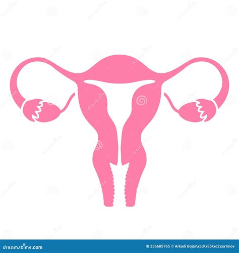 Uterus Vector Icon Stock Vector Illustration Of Genitalia