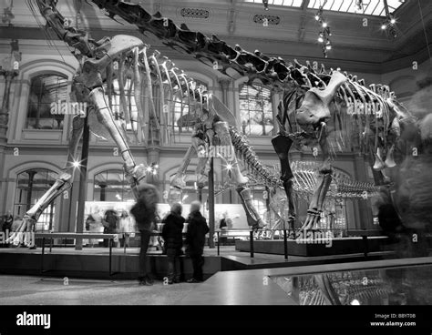Museo Paleontológico en Berlín antiguos esqueletos de dinosaurios