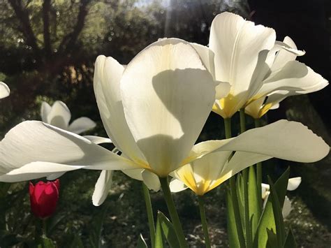 Tulipany Kwiaty Kwiat Wiosenne Darmowe zdjęcie na Pixabay