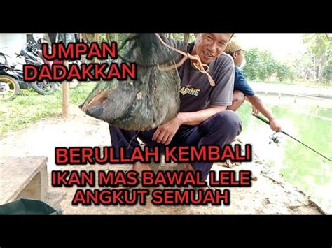 UMPAN DADAKKAN BERULLAH KEMBALI IKAN MAS BAWAL LELE ANGKUT SEMUA YouTube