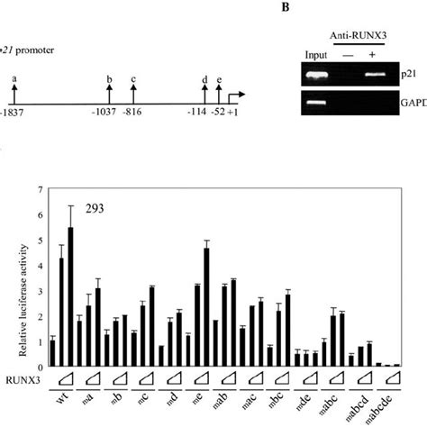 comparison of the dna binding affinities of runx3 and runx3 r122c by download scientific