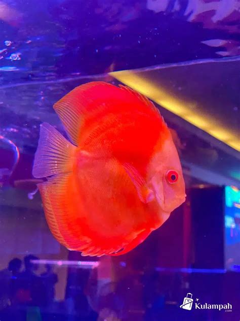 Main Ke Pasar Ikan Hias Jatinegara Ikan Murmer An