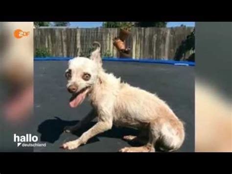 Giant George Gr Ter Hund Der Welt Youtube