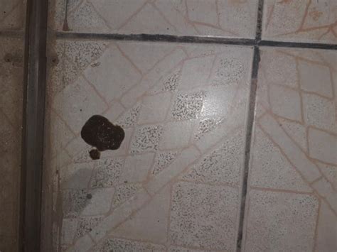 Tipos De FEZES De CACHORRO Como Identificar Problemas