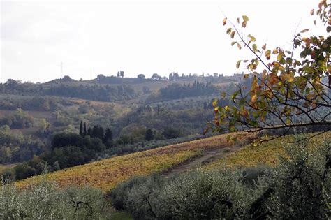 18 FATTORIA CASTELVECCHIO PRODUZIONE CHIANTI COLLI FIORENTINI
