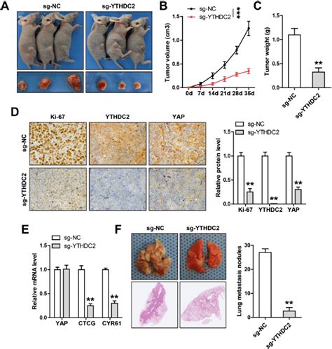 YTHDC2 Knockout Inhibits GC Cell Growth And Metastasis In Vivo A C