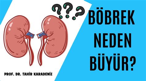 Böbrek Büyümesi Nedir Böbrek Neden Büyür Prof Dr Tahir Karadeniz