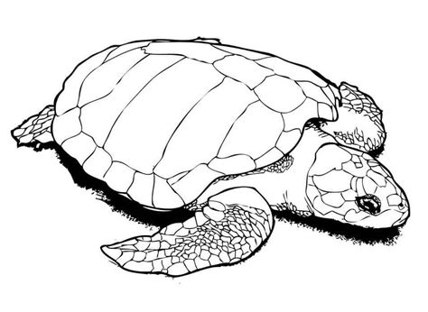 Uma Azeitona Ridley Tartaruga Marinha Para Colorir Imprimir E Desenhar