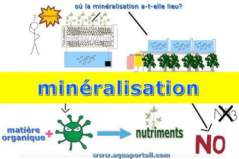 Minéralisation définition et explications