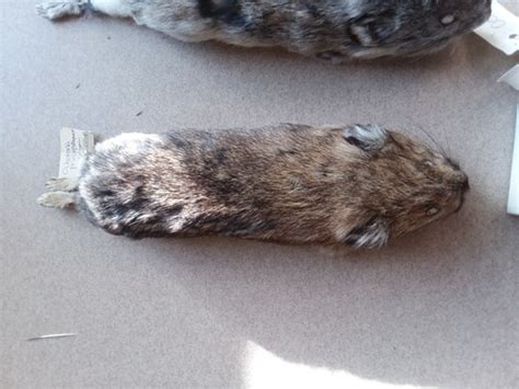 Mammalogy Lagomorphs Flashcards Quizlet