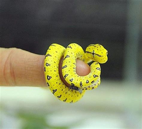 Cute Pictures Of Snakes At Vanemmanuelblog Blog