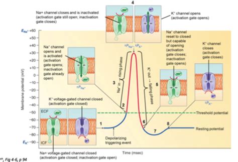 Action Potential Flashcards Quizlet
