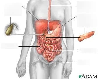 Abdominal Organs Diagram Quizlet