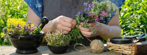 Plantas Medicinales Para Aliviar Dolores Musculares