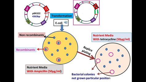 Insertional Inactivation Pbr Cloning Strategy Recombinants