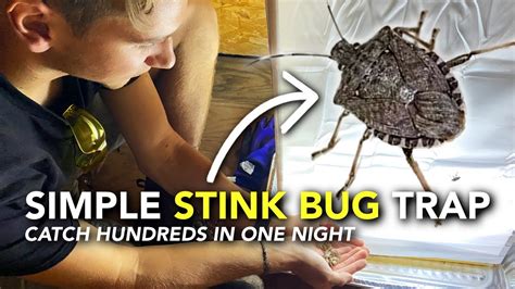 How We Got Rid Of Stink Bugs Easy DIY Brown Marmorated Stink Bug Trap