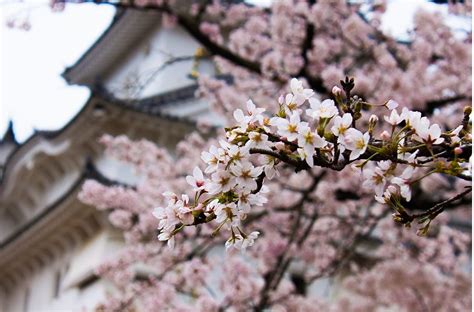 Tempat Wisata Terbaik Di Kansai Jepang Ku Disini