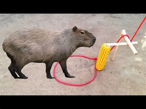 A melhor armadilha de sobrevivência para pegar animais javali paca