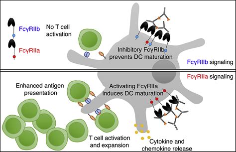 Fcγ Receptor Function and the Design of Vaccination Strategies Immunity