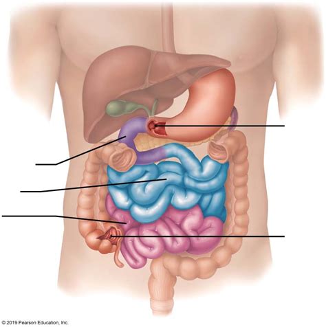 Digestion Small Intestine Diagram Quizlet