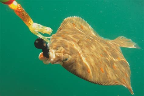 Plattfisch in der Ostsee Angeln mit leichtem Gerät bringt Fisch BLINKER