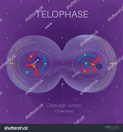 Telophase I