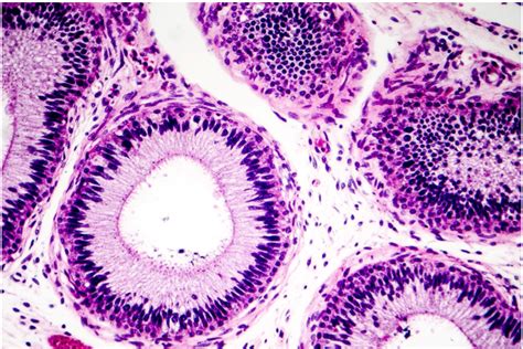 Testis Histology Diagram Quizlet