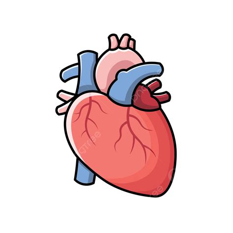 Heart Organ Outline PNG Vector PSD And Clipart With Transparent