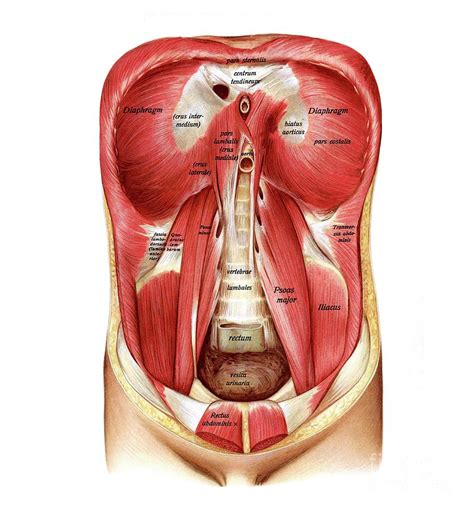 Diaphragm And Posterior Abdominal Wall Photograph By Microscape Science