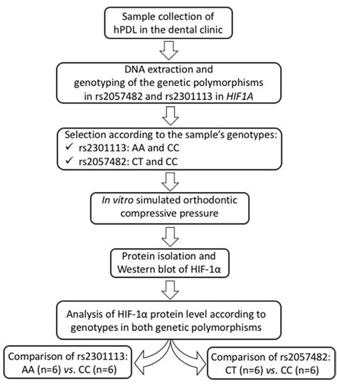 SciELO Brasil Effect Of Genetic Polymorphisms Rs2301113 And