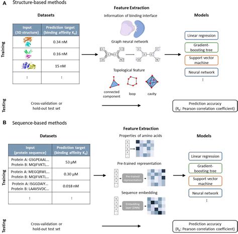 frontiers machine learning methods for protein protein binding affinity prediction in protein