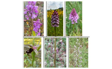 Il Filo Il Portale Della Cultura Del Mugello Le Orchidee Del Mugello