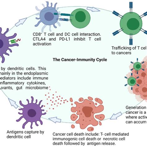 Stages Of Cancer Immunity Cycle Necrotic Tumor Cell Antigens Are