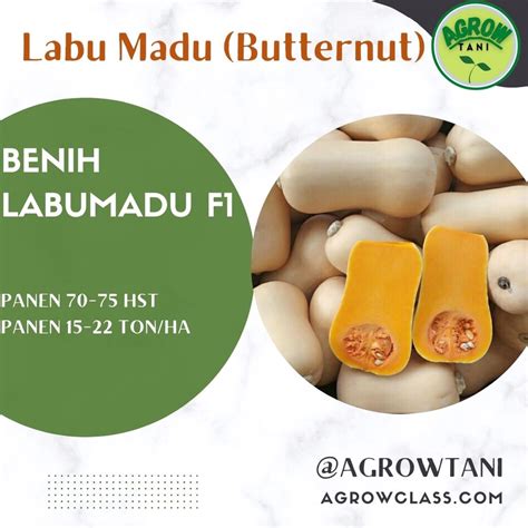 Jual 3 Biji Benih Labu Merah RED LAMP F1 Bibit Tanaman Buah Buahan