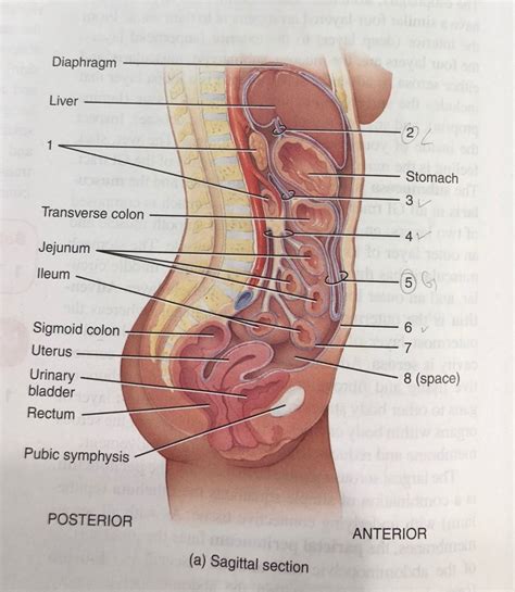 34 3a Peritoneal Folds Sagittal Section Diagram Quizlet
