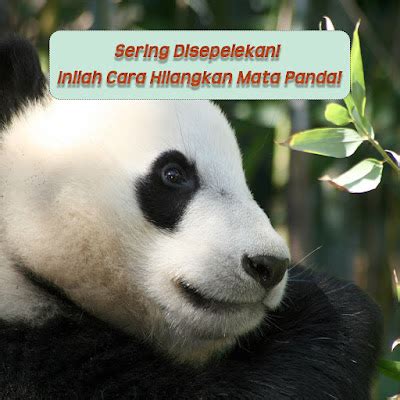 Sering Disepelekan Inilah Cara Untuk Hilangkan Mata Panda