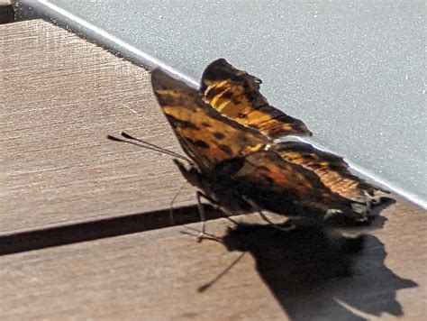 Schmetterling Orange Schwarz Kostenloses Foto Auf Pixabay Pixabay