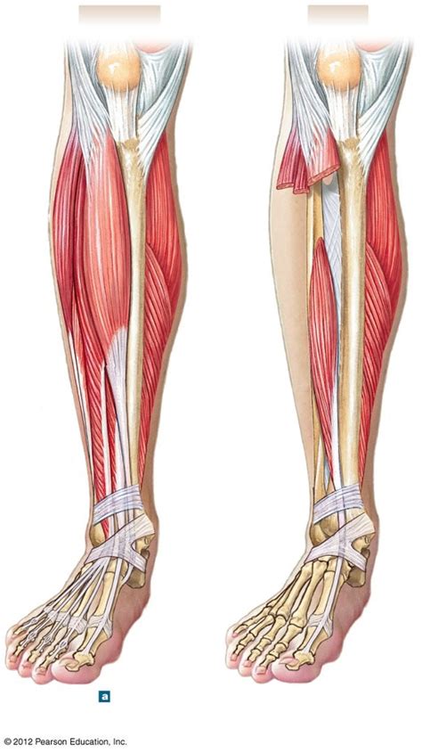 Anterior Superficial And Deep Muscles Of Leg Diagram Quizlet