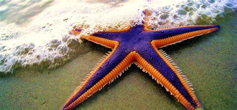 Estrelas do mar anatomia habitat reprodução e curiosidades